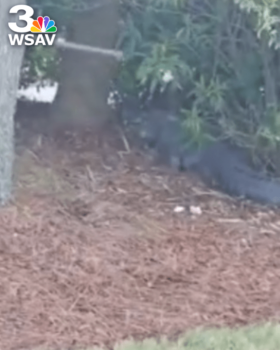 Alligator removed from hotel parking lot on Jekyll Island