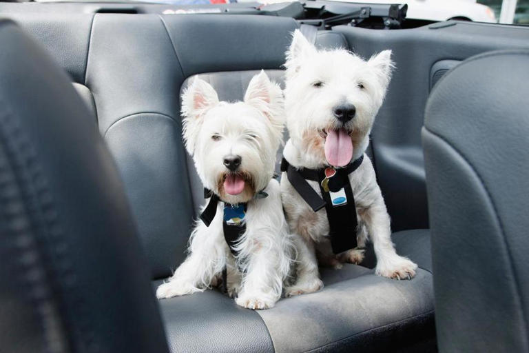 Can I go to jail for leaving my dog alone in the car? What California ...