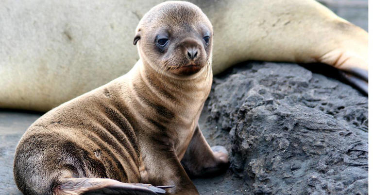 A sea lion named Sierra nearly halted traffic on US-101