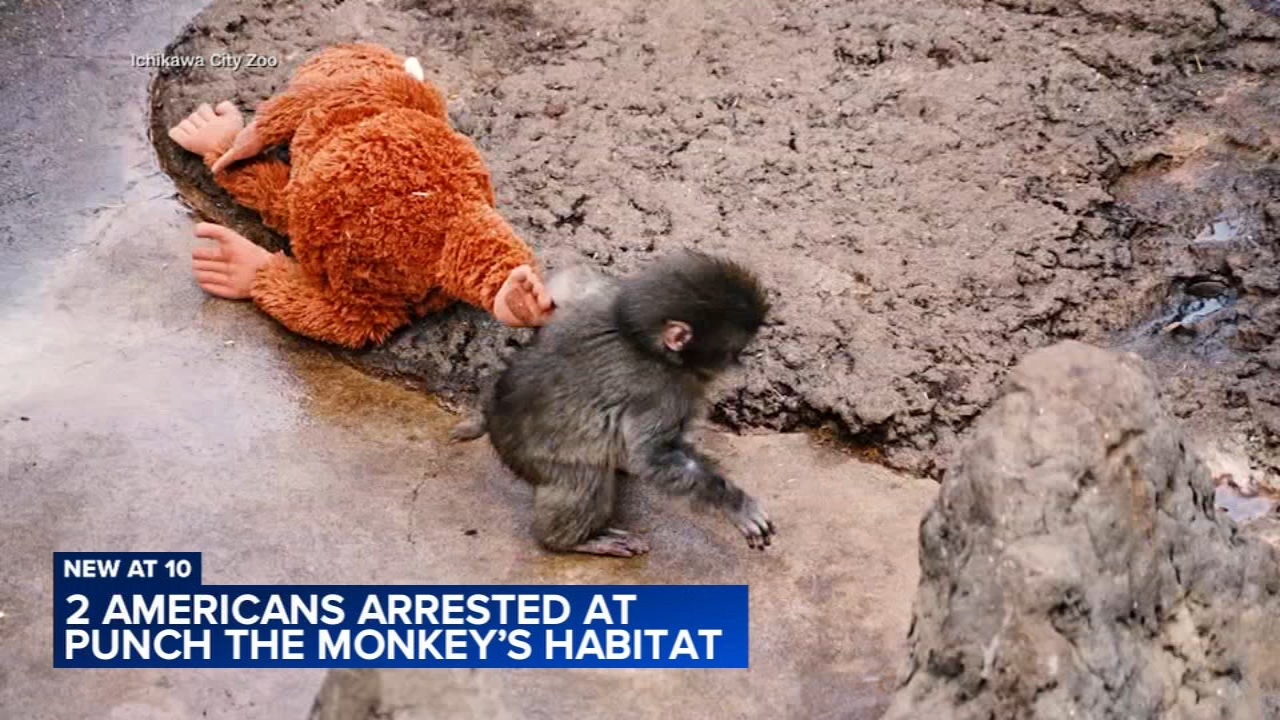 2 Americans arrested after one climbed into Punch the monkey's habitat ...
