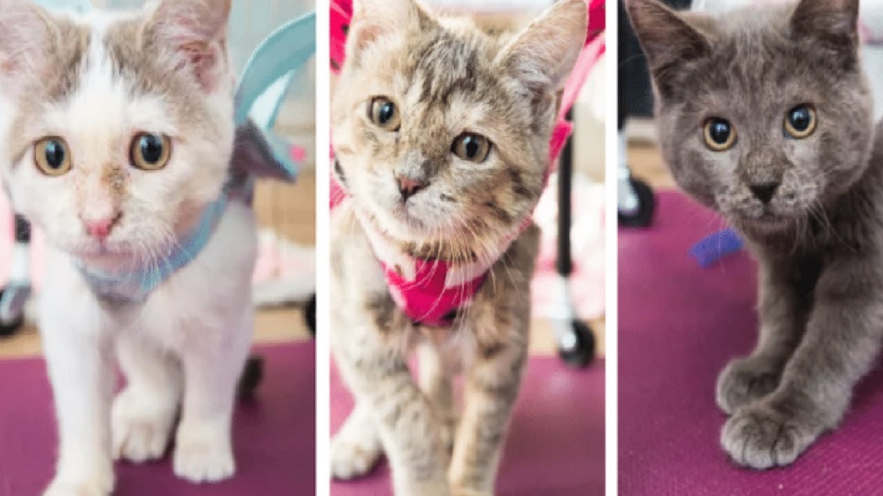 Wobbly kittens can’t walk because of their condition, so a staffer ...