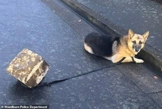 Confused German shepherd found tied to enormous rock and abandoned in ...