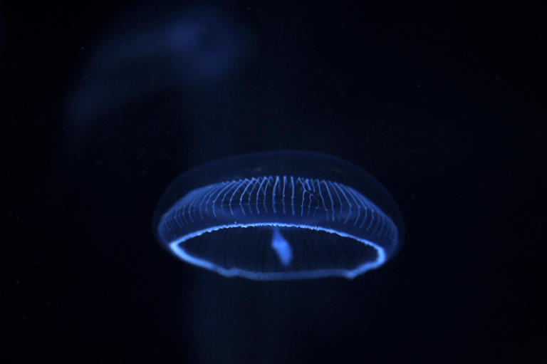 Pentagon's June UFO files to reveal 'translucent beings' as pastors ...