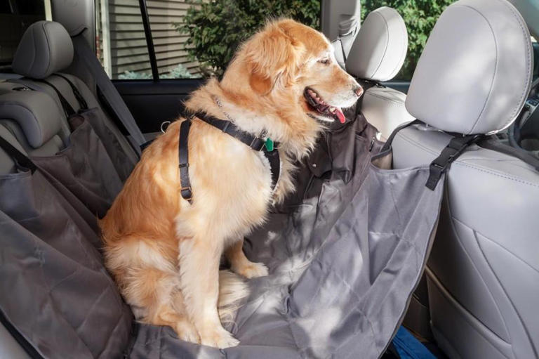 Can I go to jail for leaving my dog alone in the car? What California ...
