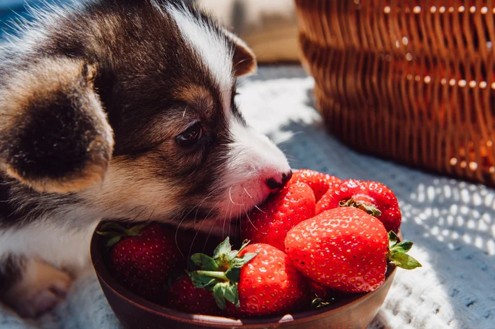 Cachorro pode comer morango? Como oferecer e benefícios