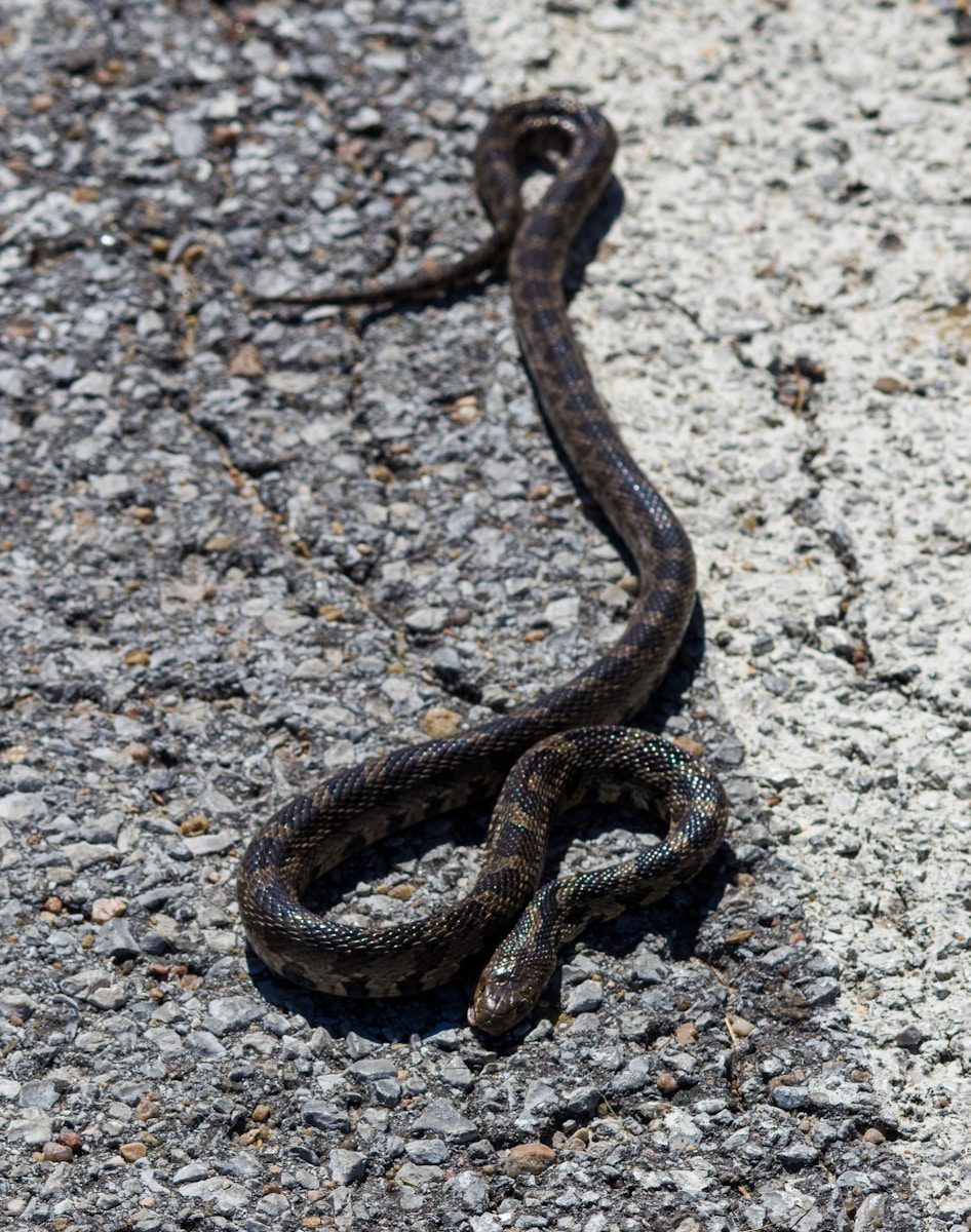 Warning signs that a copperhead may be closer than expected