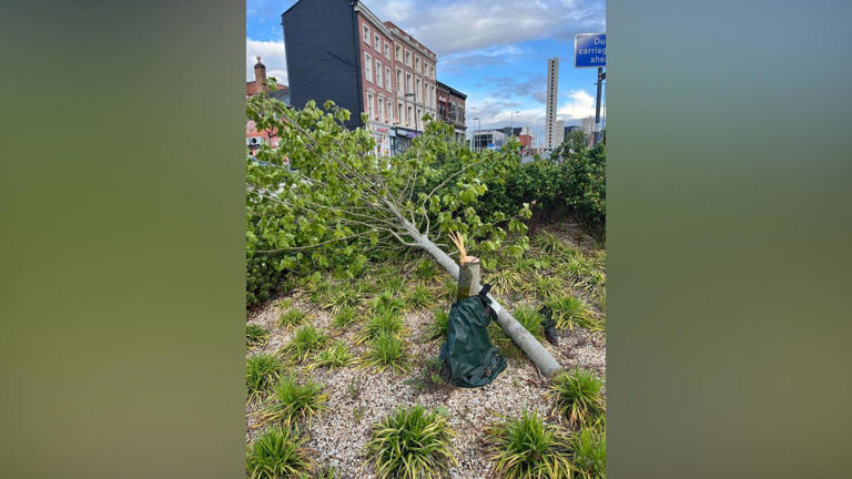 Anger after trees felled by 'mindless' vandals
