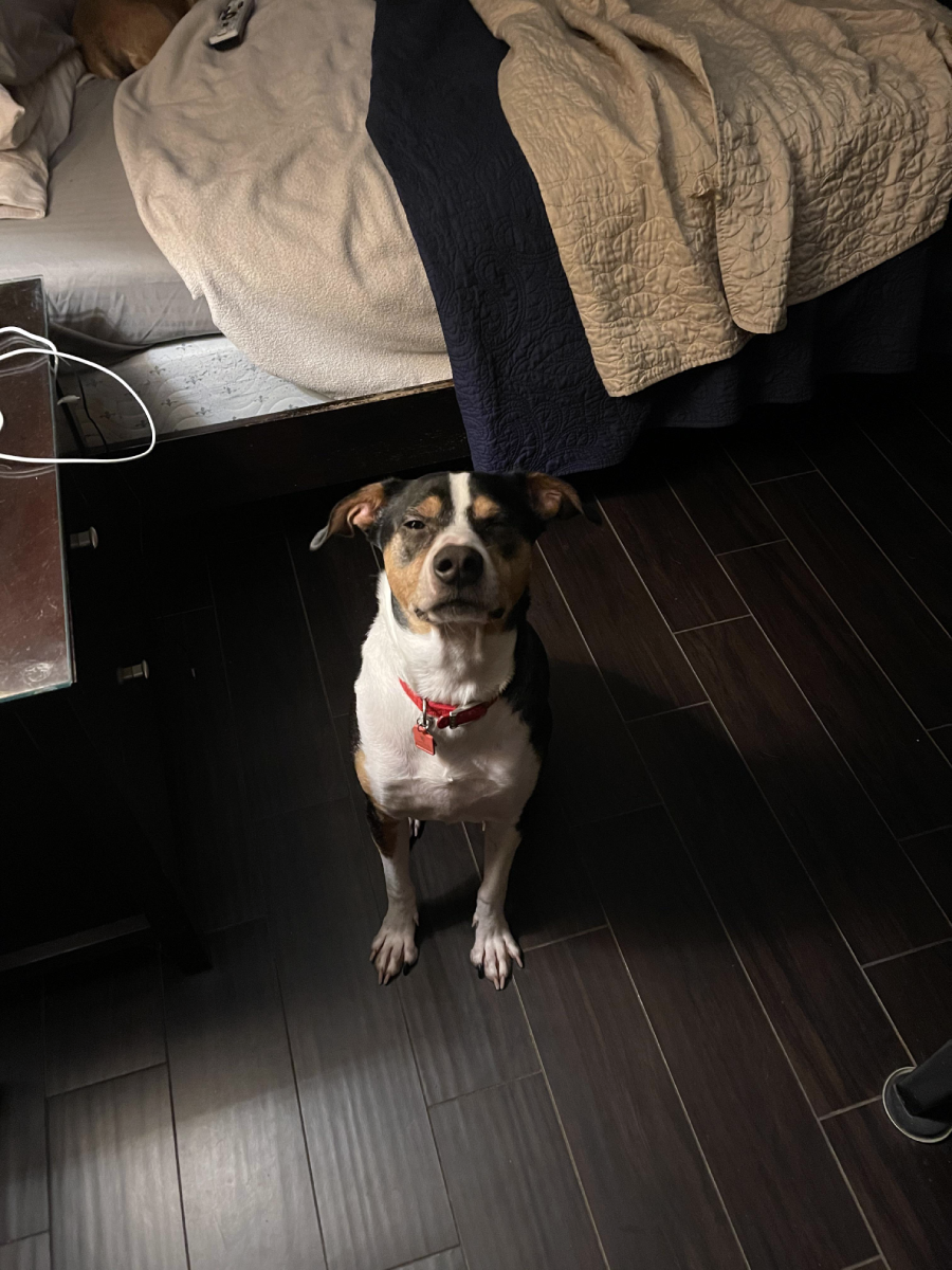 20 animals who are absolutely judging your life choices