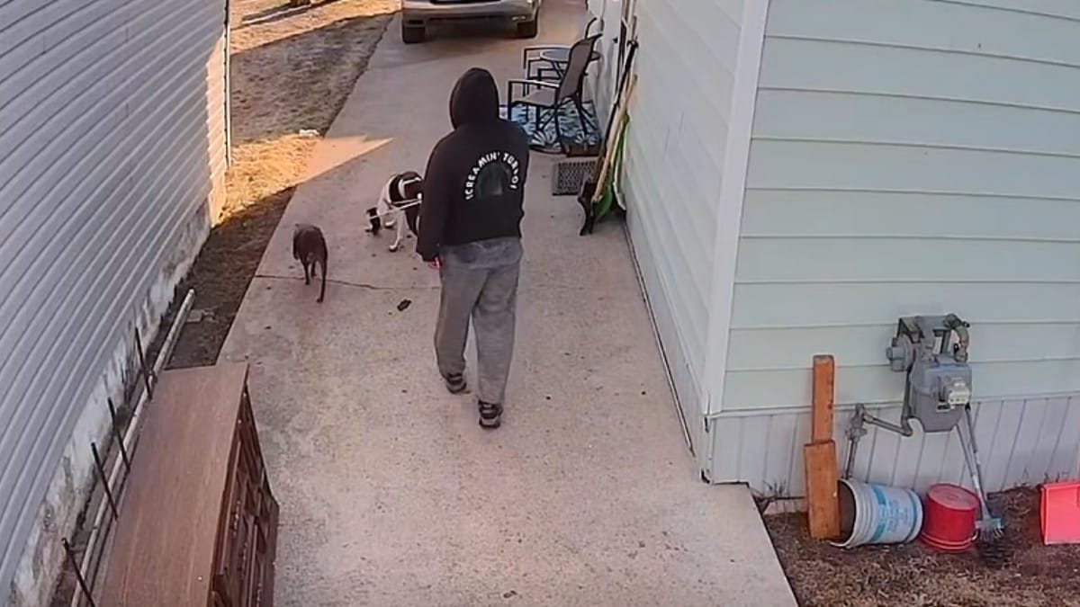 Man sees rabbit sprint past his dogs, then finally understands the ...