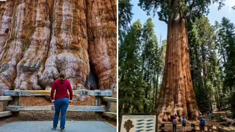 World’s largest living tree over 2,200 years old in Sequoia National Park