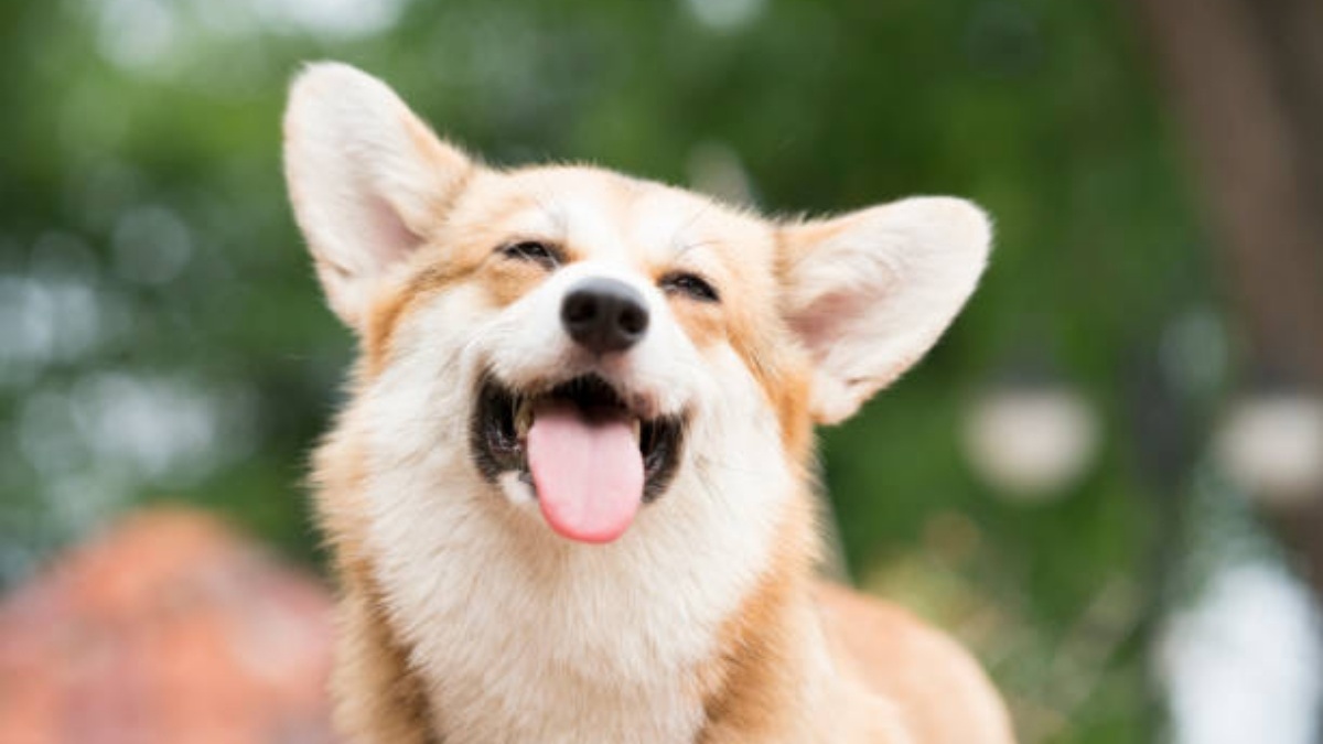 6 behaviors that reveal your dog is happy even if almost no one notices ...