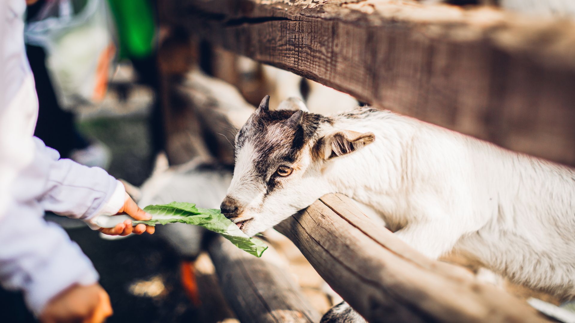 An animal lover's dream to-do list