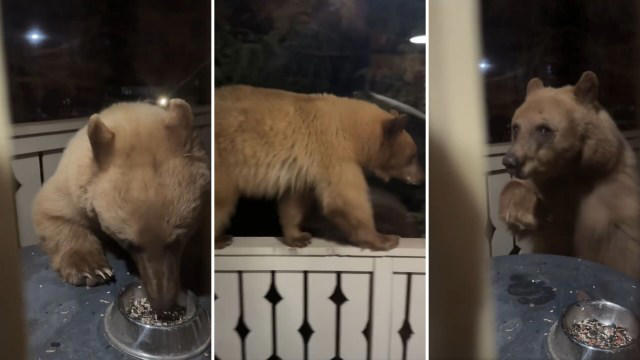 Bear caught on camera raiding New Mexico home's all-you-can-eat ...