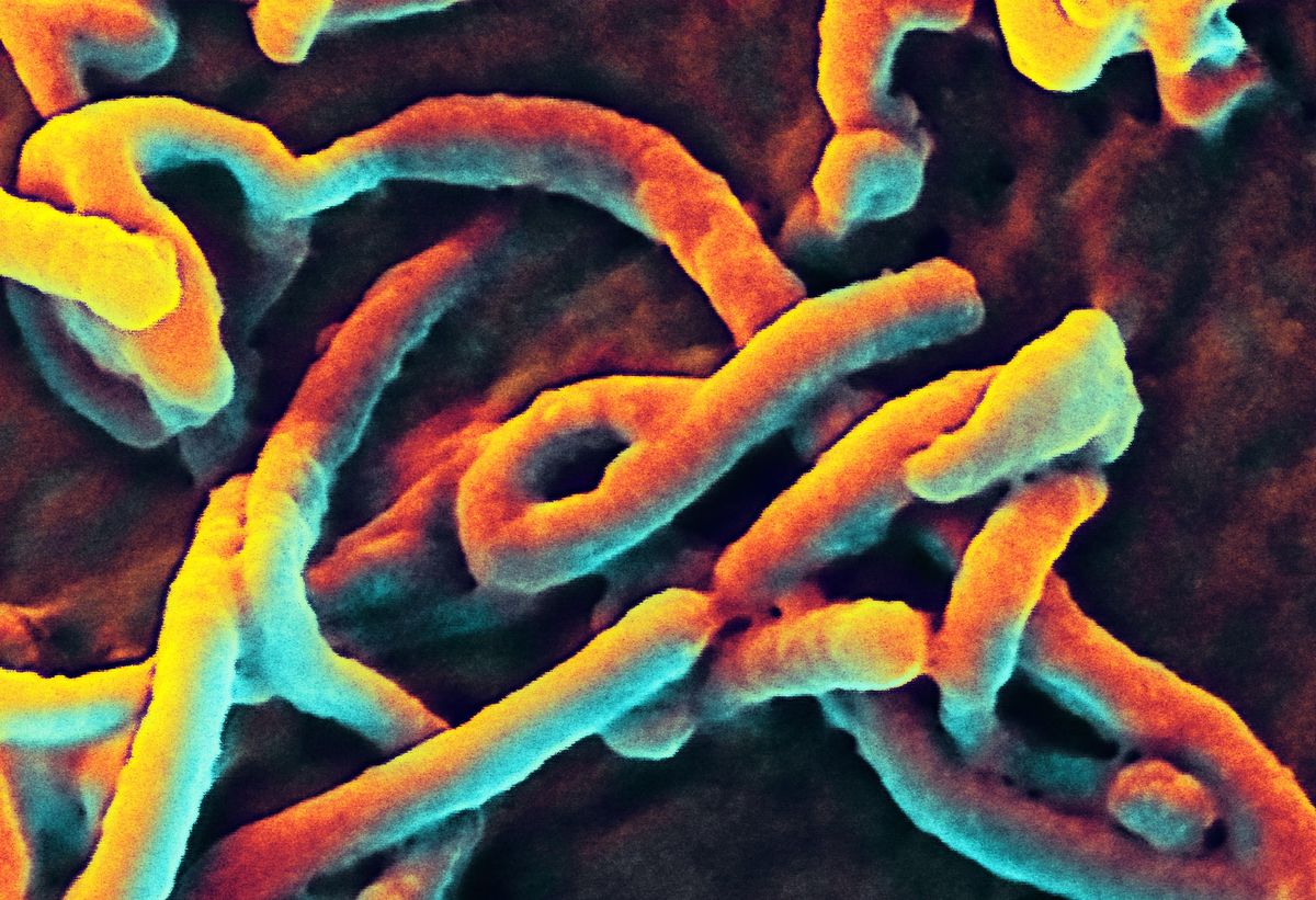 Bundibugyo Ebola situation is unusual and of “international concern ...