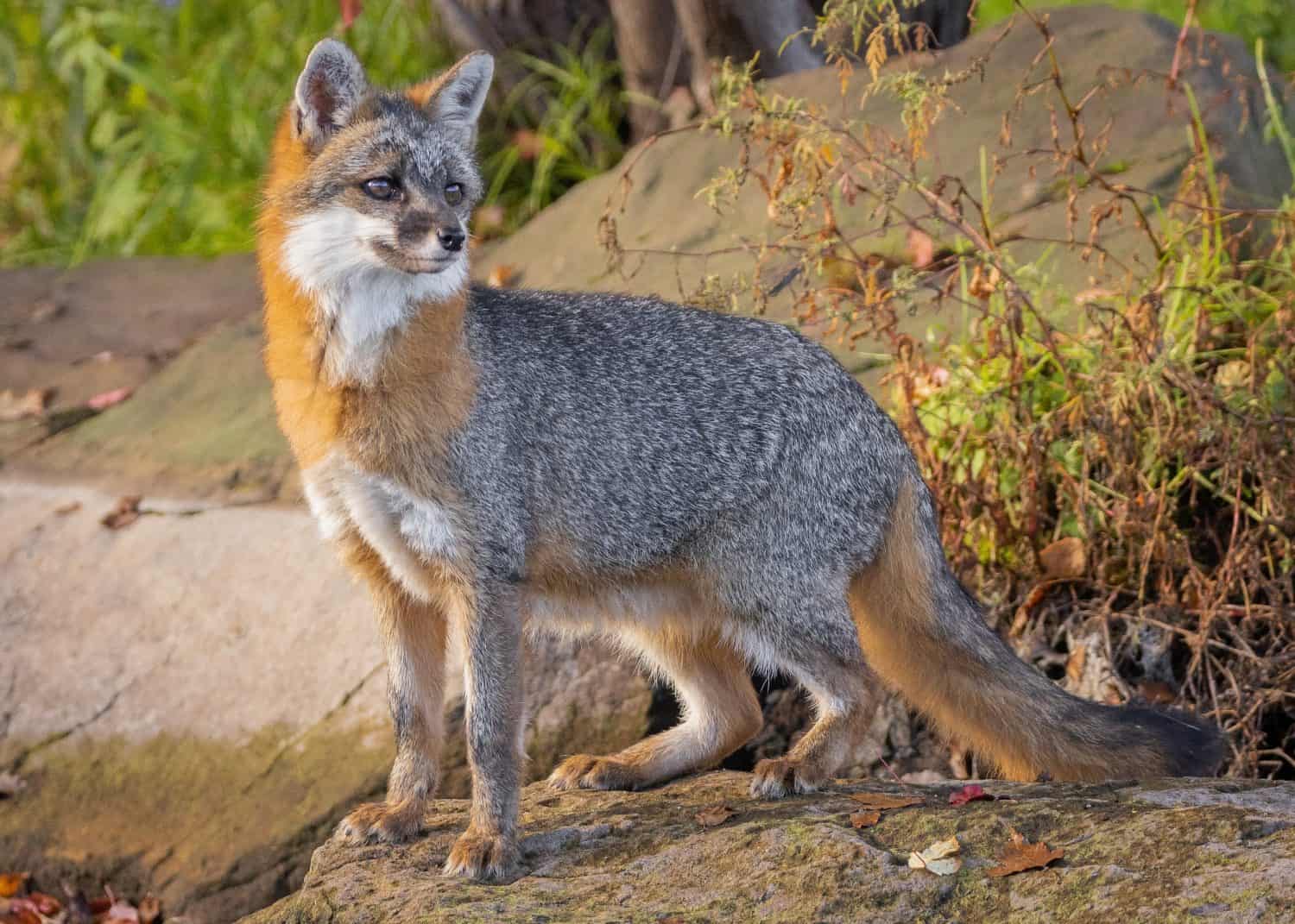 The 5 types of foxes that live in America and the best places to spot them