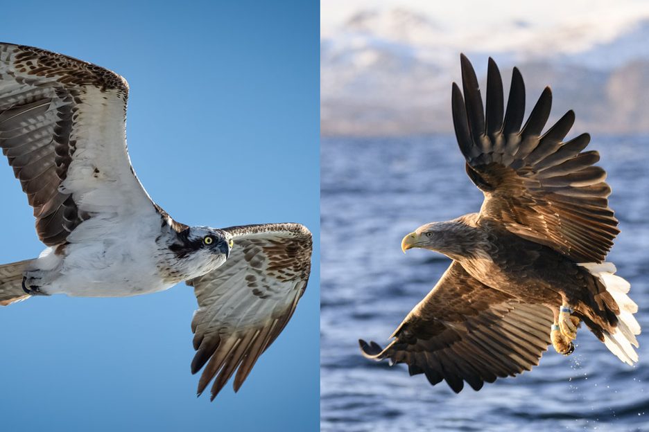 White-tailed eagle vs osprey: what's the difference between these two ...