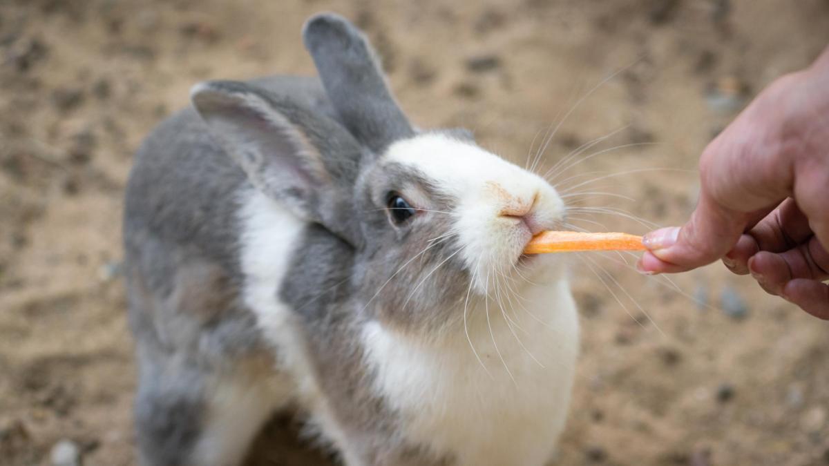 AbsueltoS por practicar la eutanasia a un conejo y por sacar sangre a ...