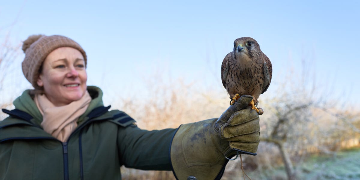 Bird and human faces share the same genetic blueprint. Why do they look ...