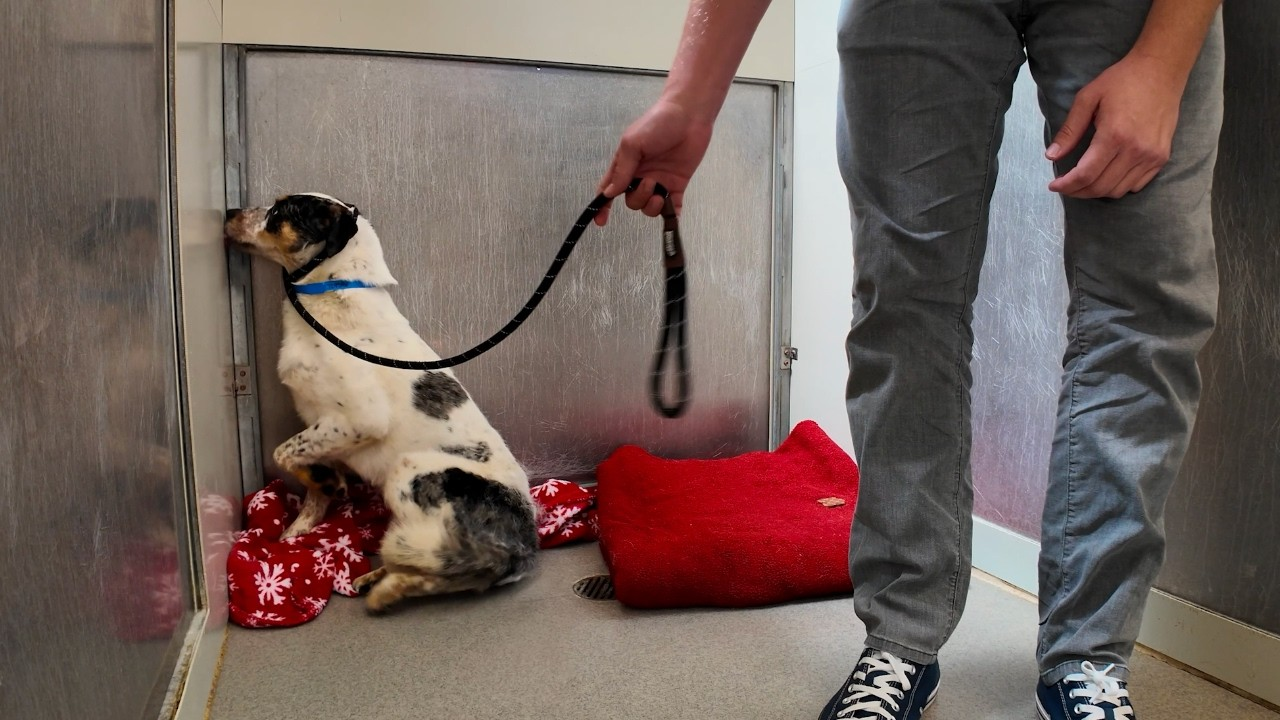 Homeless dog is terrified of being rescued because she’s hiding her baby