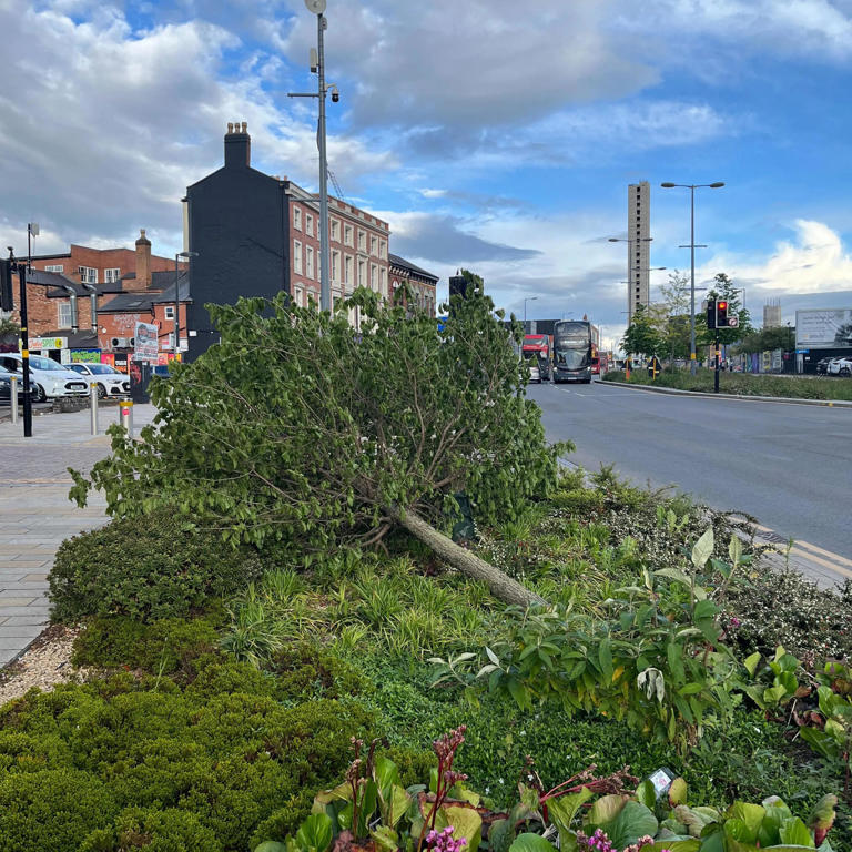 Anger after trees felled by 'mindless' vandals