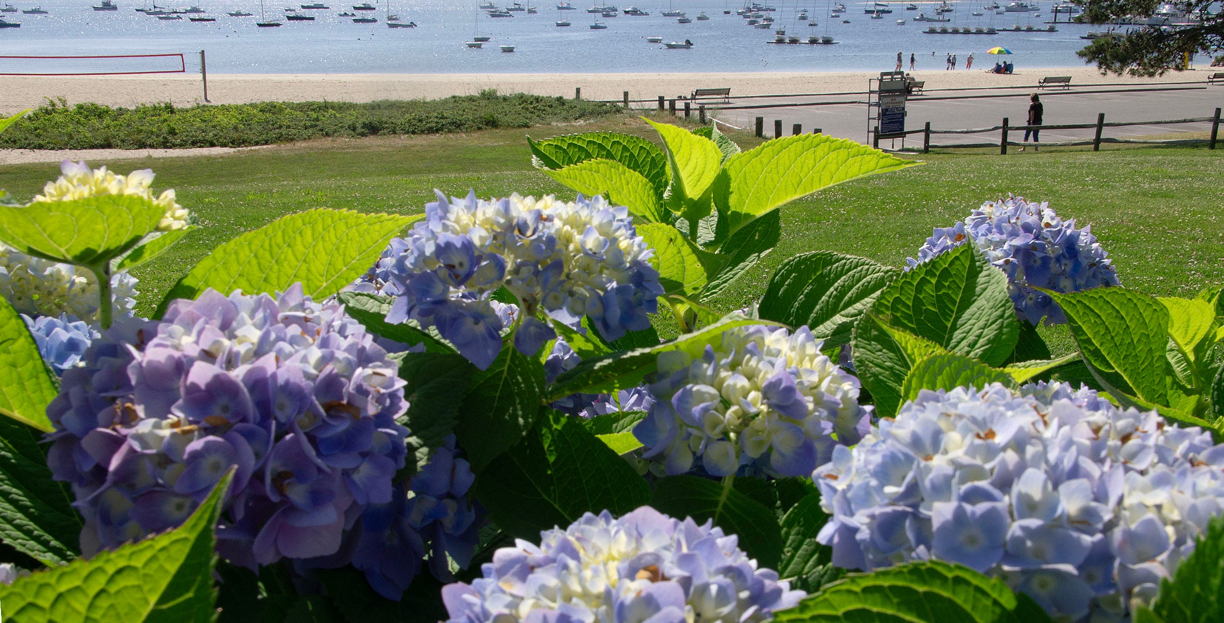 How to prune hydrangeas
