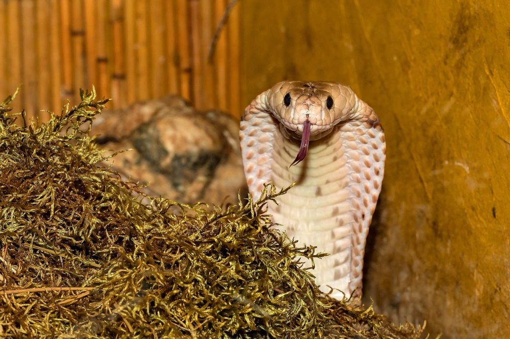 The largest known venomous snake discovered exceeded the size of a king ...