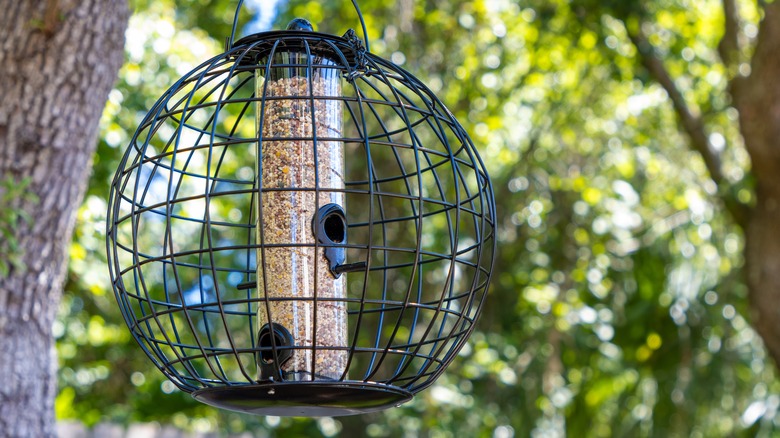 How to keep your bird feeders starling-free for good