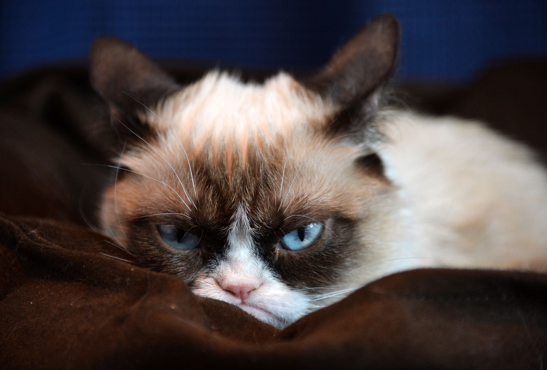 Things humans do that cats hate