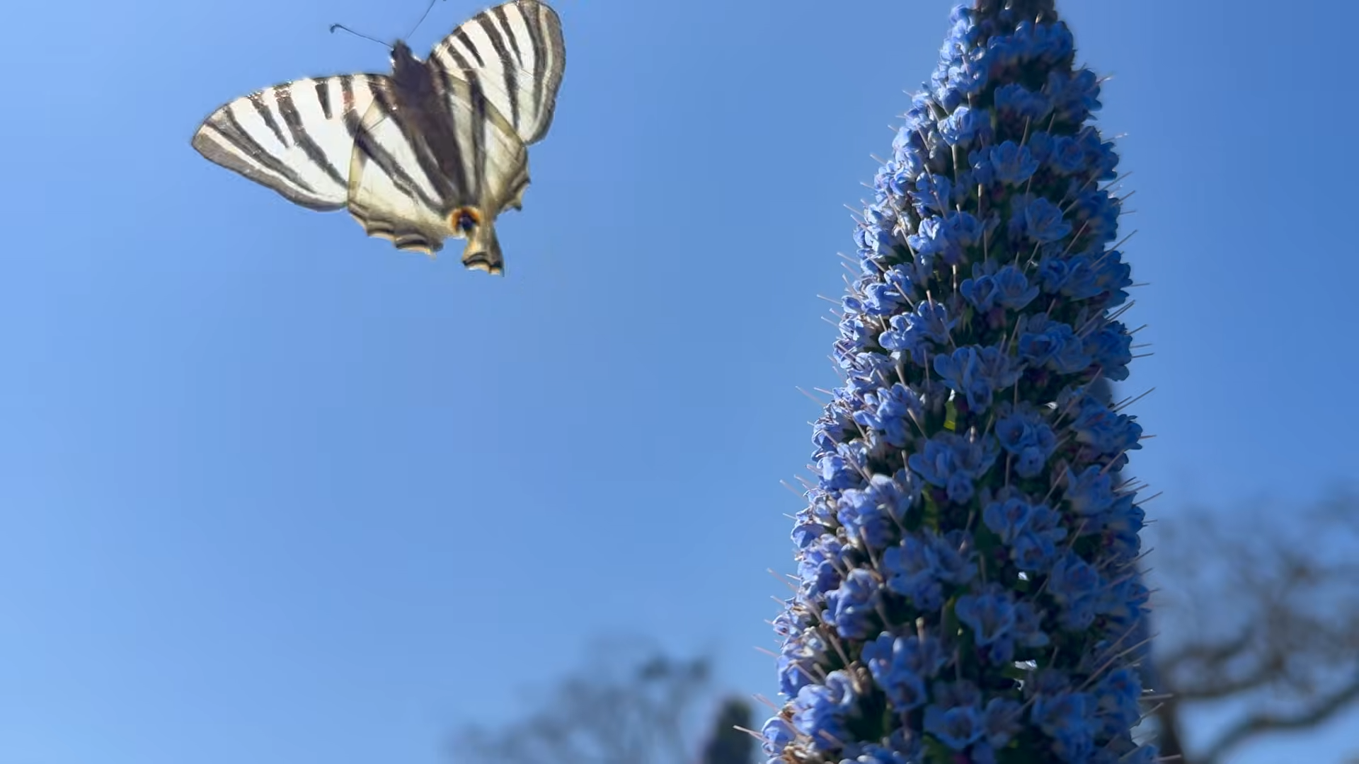 Slow motion nature