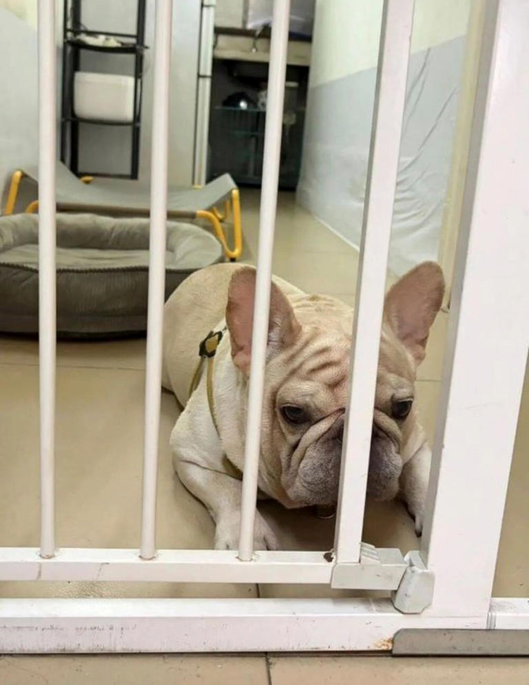 French bulldog in China known for collecting plastic bottles faces ...