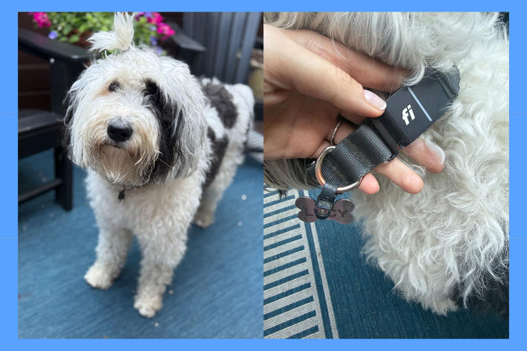 Meet the Oura Ring for dogs — I use it to track my dog’s barks, body ...
