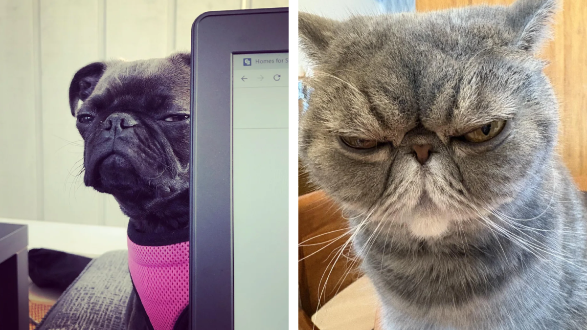 20 animals who are absolutely judging your life choices