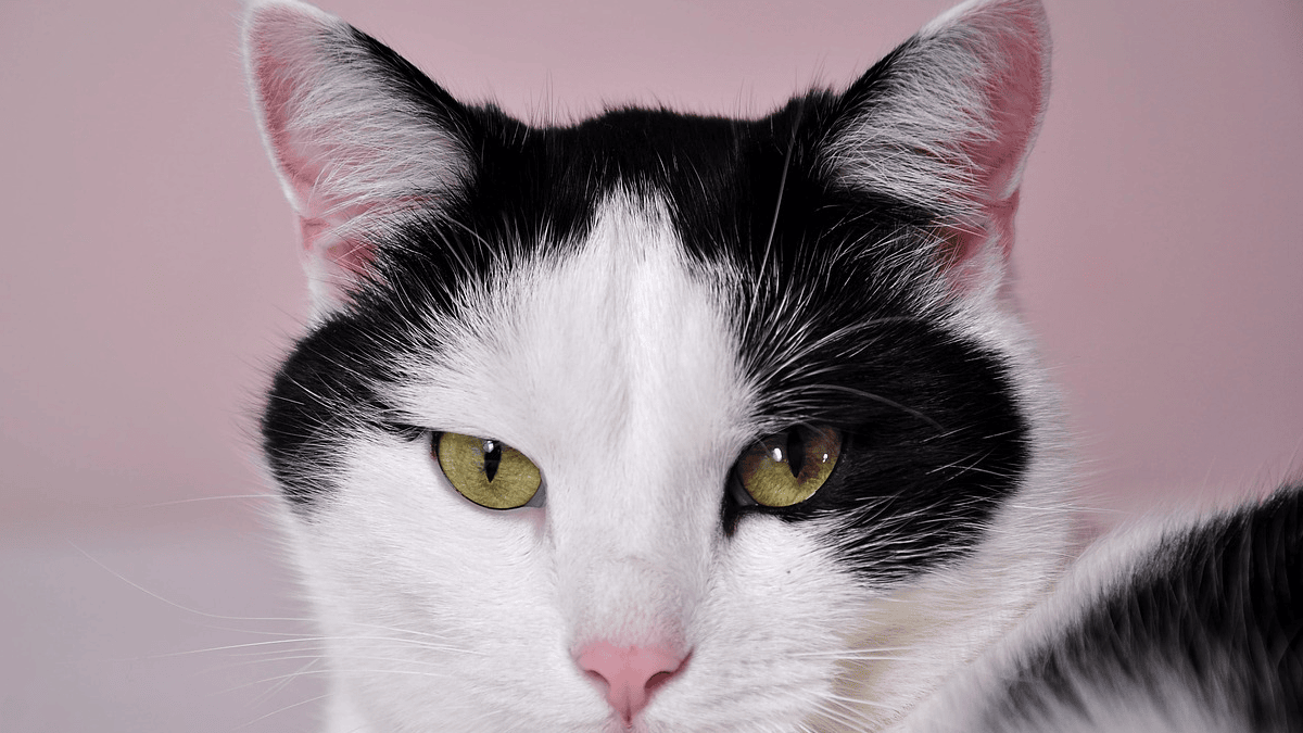 8 tiny things your pet does that mean I trust you