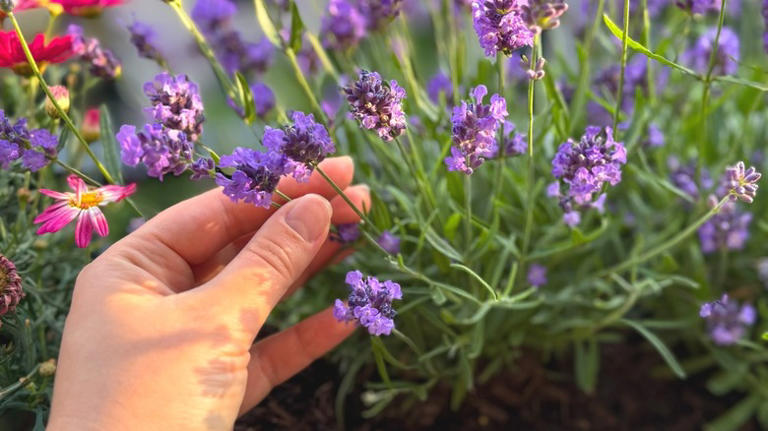 6 beautiful fly-repellent plants to consider adding to your garden