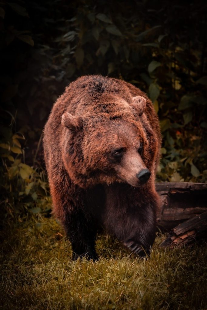 A grizzly bear attacks a hunter and his young son near Ashton and dies ...