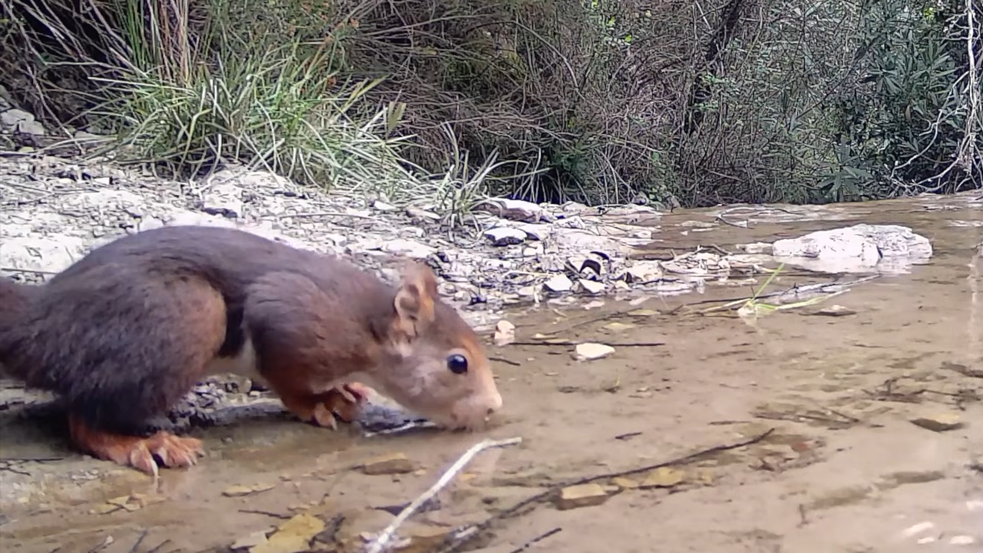 Wildlife camera setup and animal monitoring