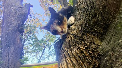 Man climbs 30-foot tree to save cat