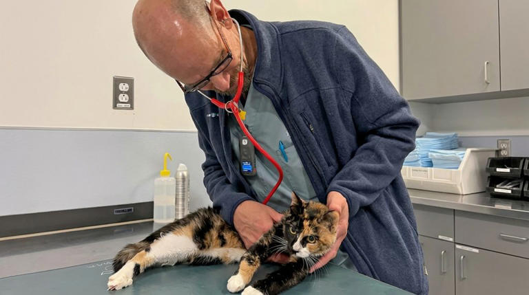 A cat survived a 10-story fall and what happened next shows the power ...