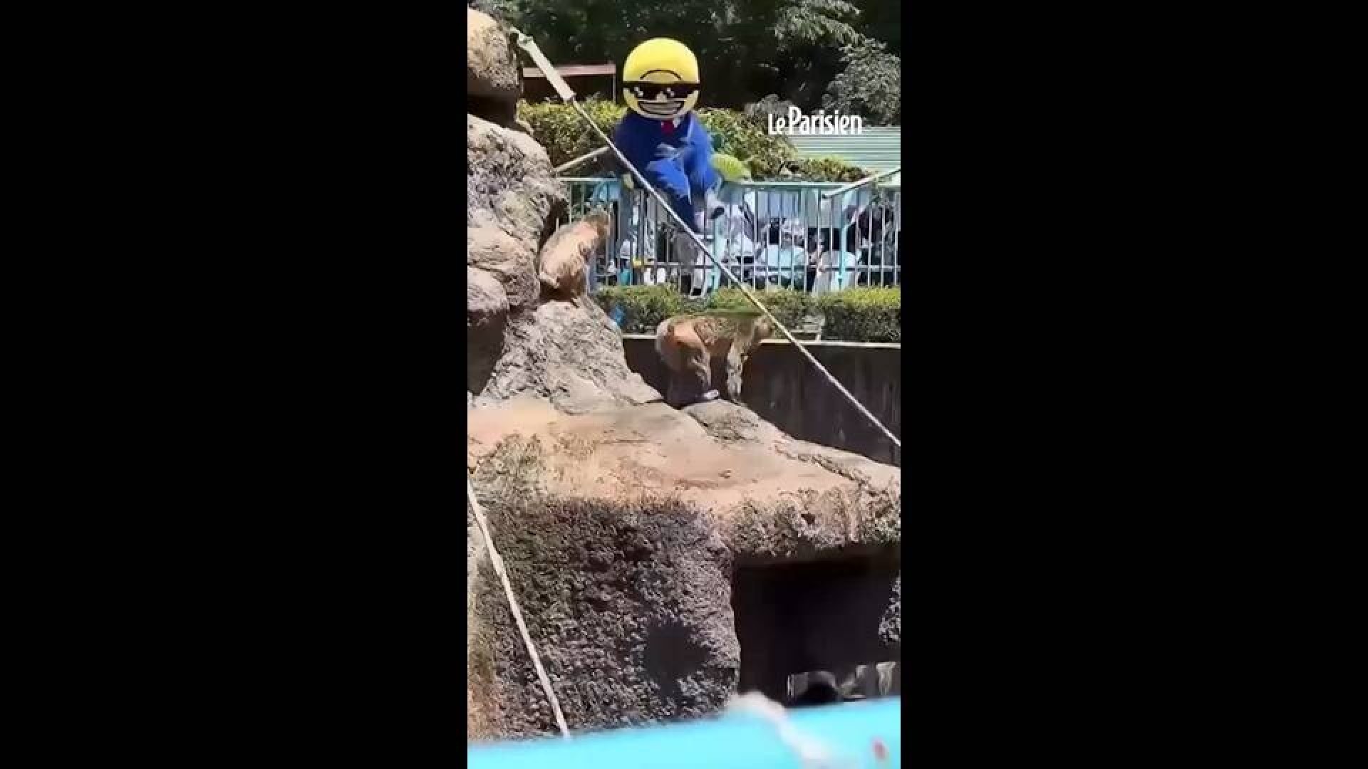 Il entre dans l'enclos d'un singe star des réseaux