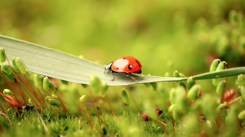 Are ladybugs a sign of good weather to come?
