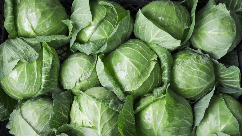 The best time of year to buy fresh cabbage