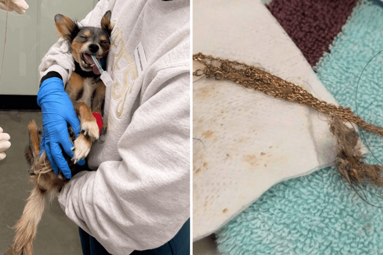 Shelter dog’s broken leg leads to 18k gold necklace discovery during X-ray