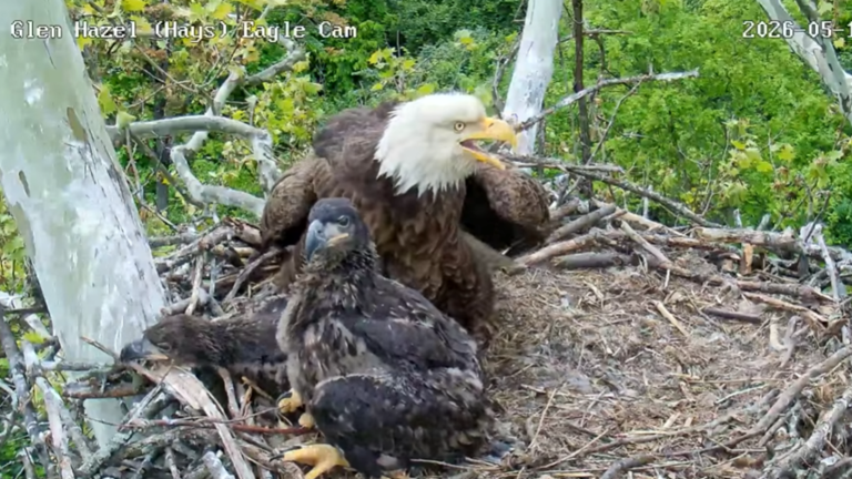 Brutal baby eagle dies at Glen Hazel nest in Pittsburgh from unknown ...