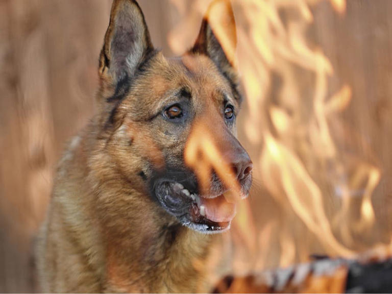 Family pets rescued from burning Lake Forest home
