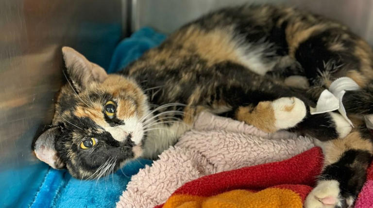 A cat survived a 10-story fall and what happened next shows the power ...