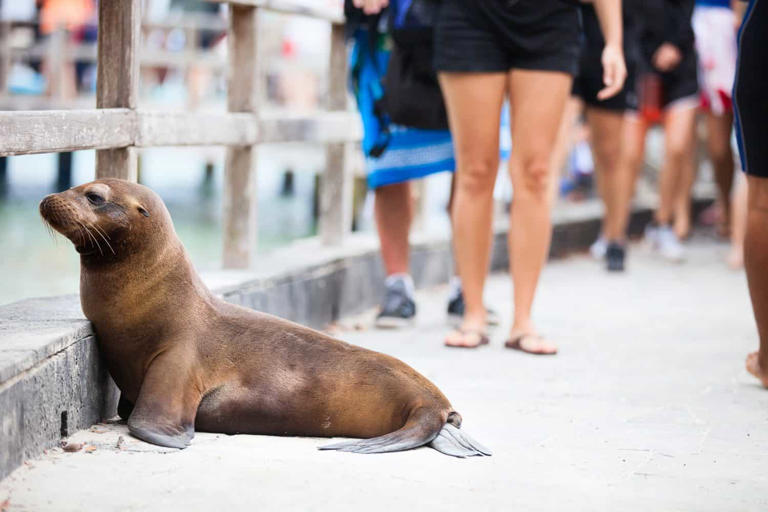A sea lion named Sierra nearly halted traffic on US-101
