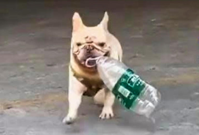 French bulldog in China known for collecting plastic bottles faces ...