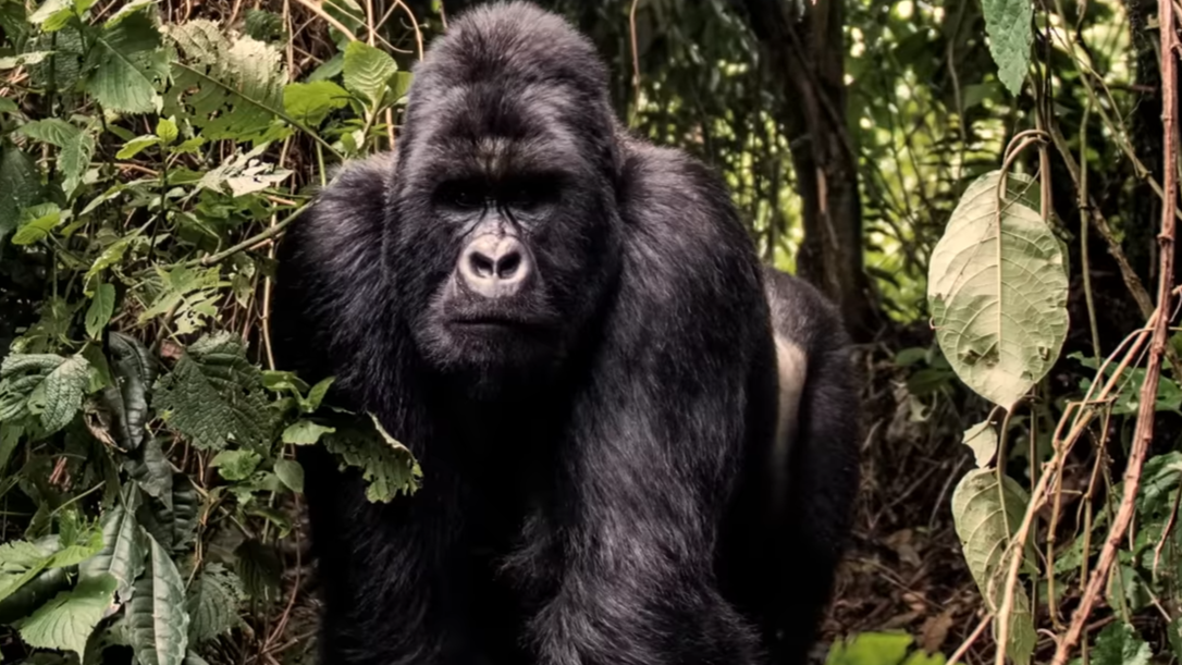 This gorilla killed its own baby - and scientists don’t know why