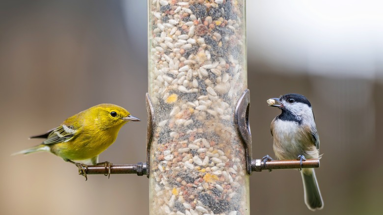 How to keep your bird feeders starling-free for good
