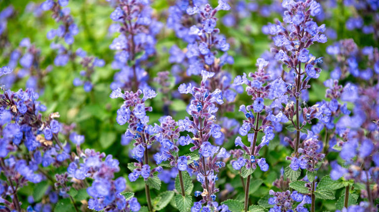6 beautiful fly-repellent plants to consider adding to your garden